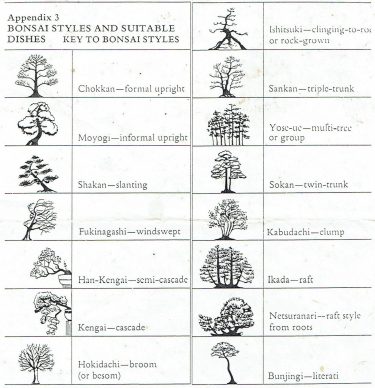 Bonsai is a living art form that is loved and almost universally ...