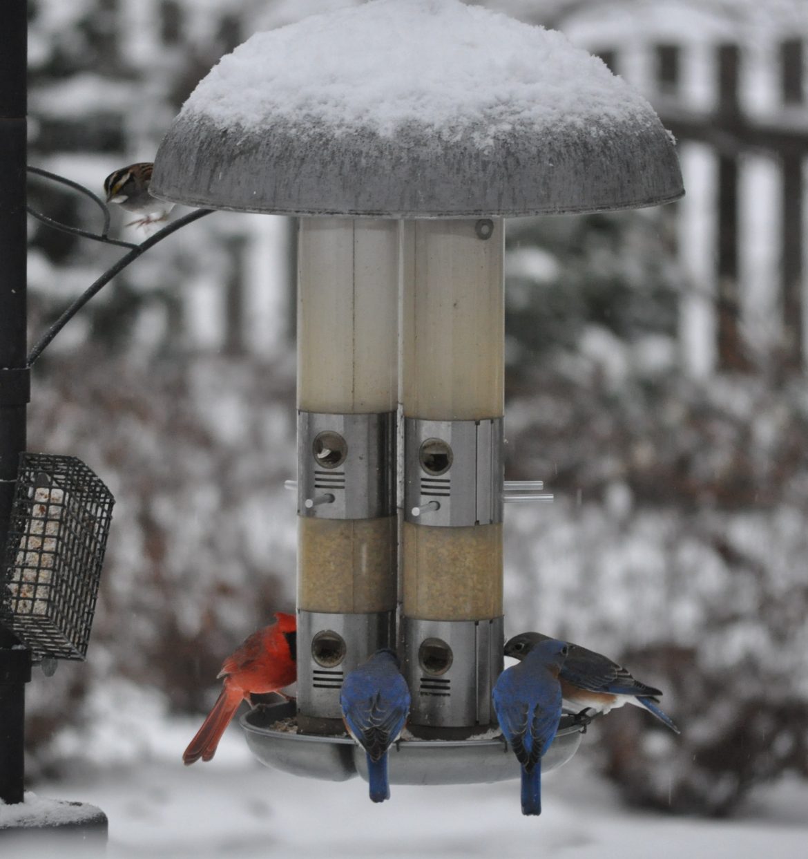 Snow is good! Why is snow good? Today a lovely snow fell in central VA